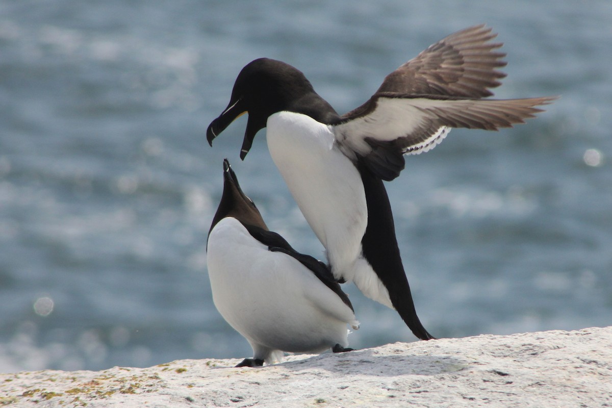 eBird Checklist - 17 Jun 2022 - Matinicus Rock - 18 species