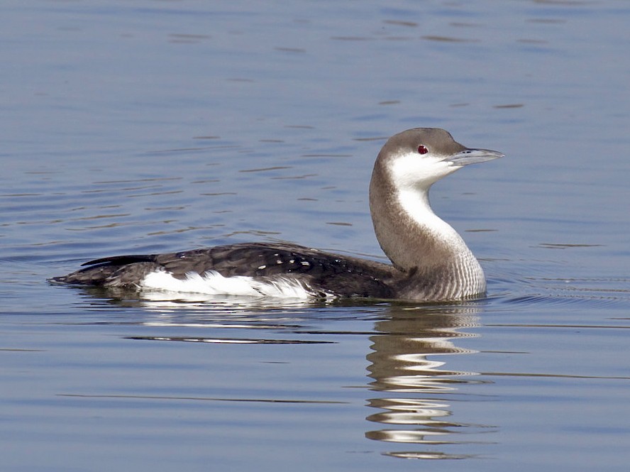 Arctic Loon - eBird