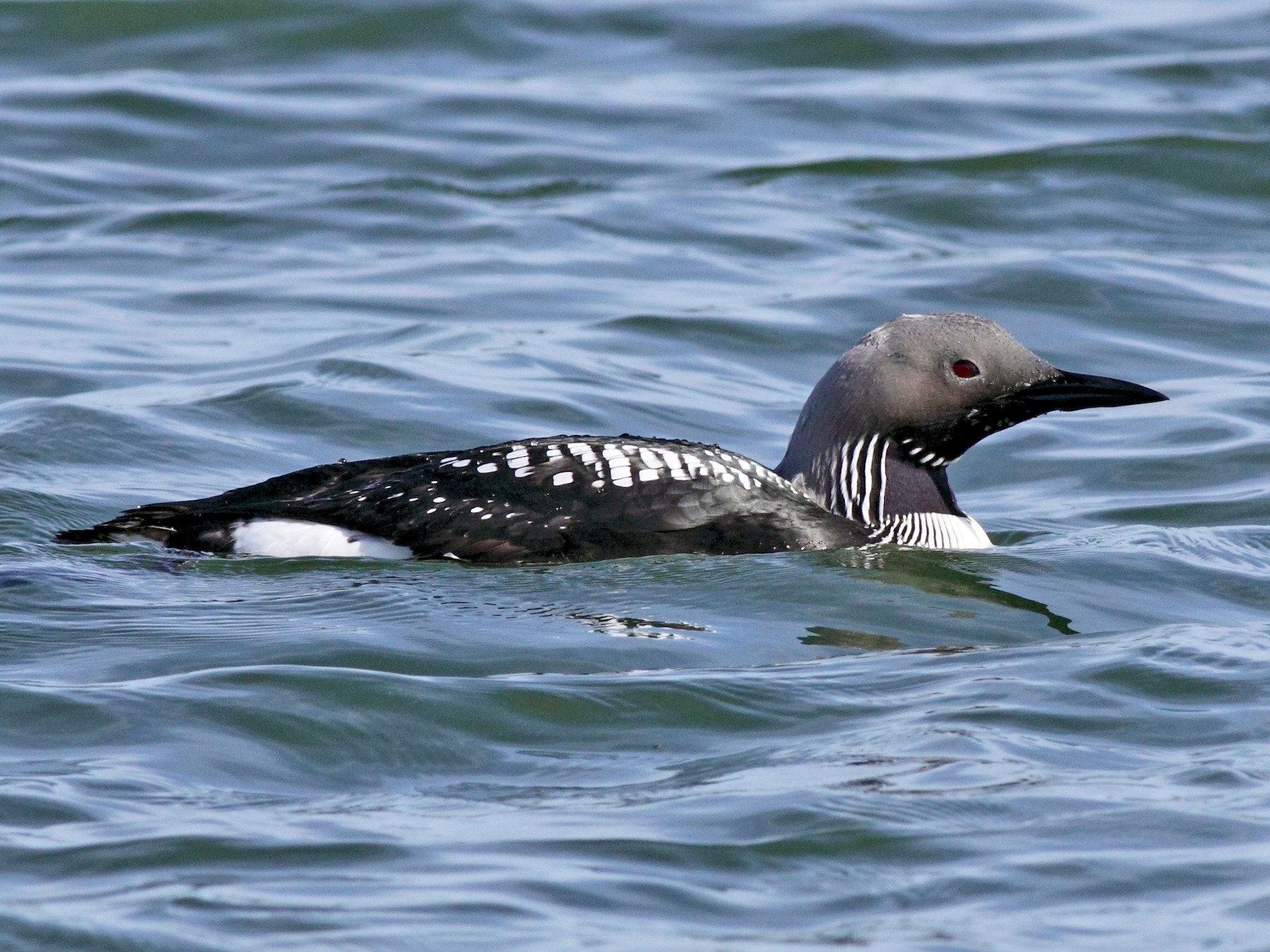 Arctic Loon - eBird