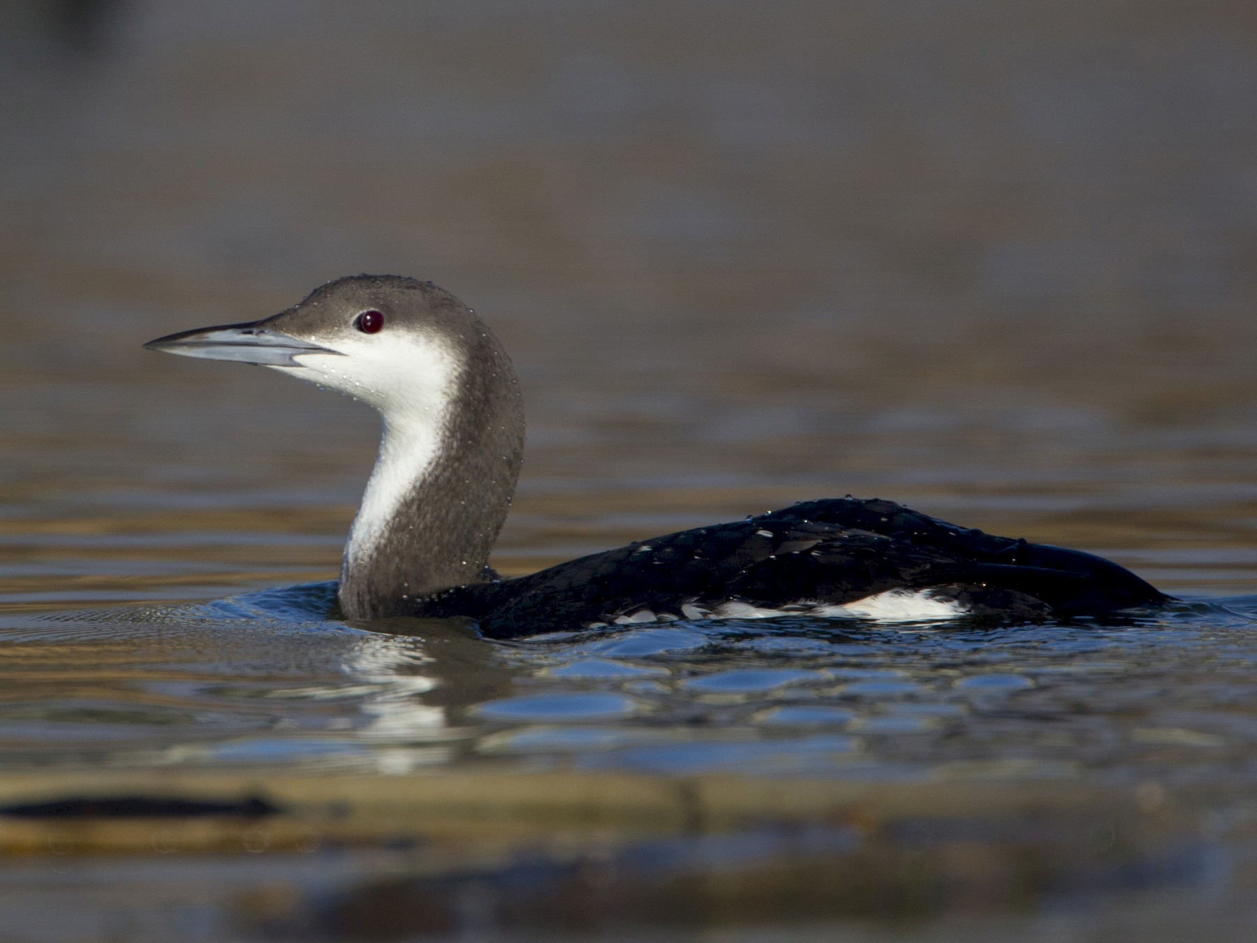 Arctic Loon - eBird