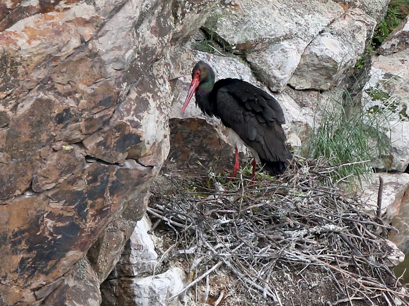 Black Stork - eBird