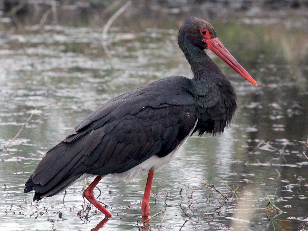 Black Stork - Ciconia nigra - Birds of the World