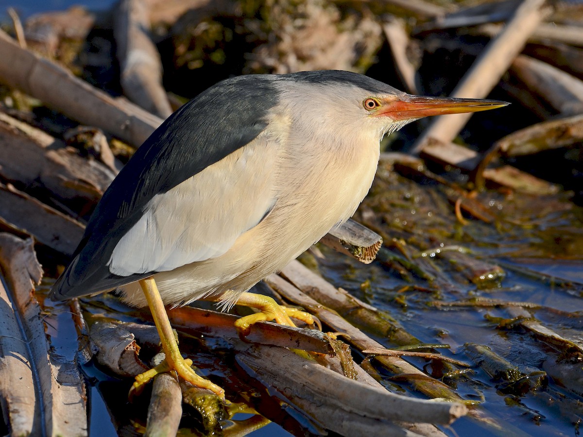 Little Bittern - Ixobrychus minutus - Birds of the World
