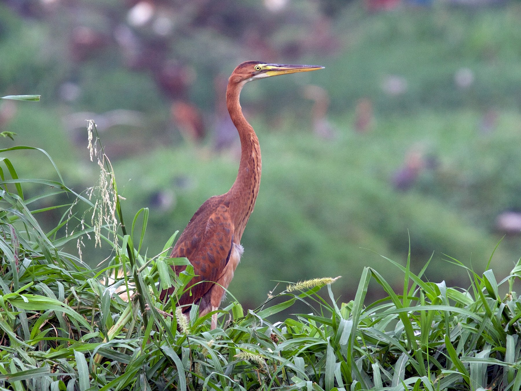 Garça-vermelha - eBird