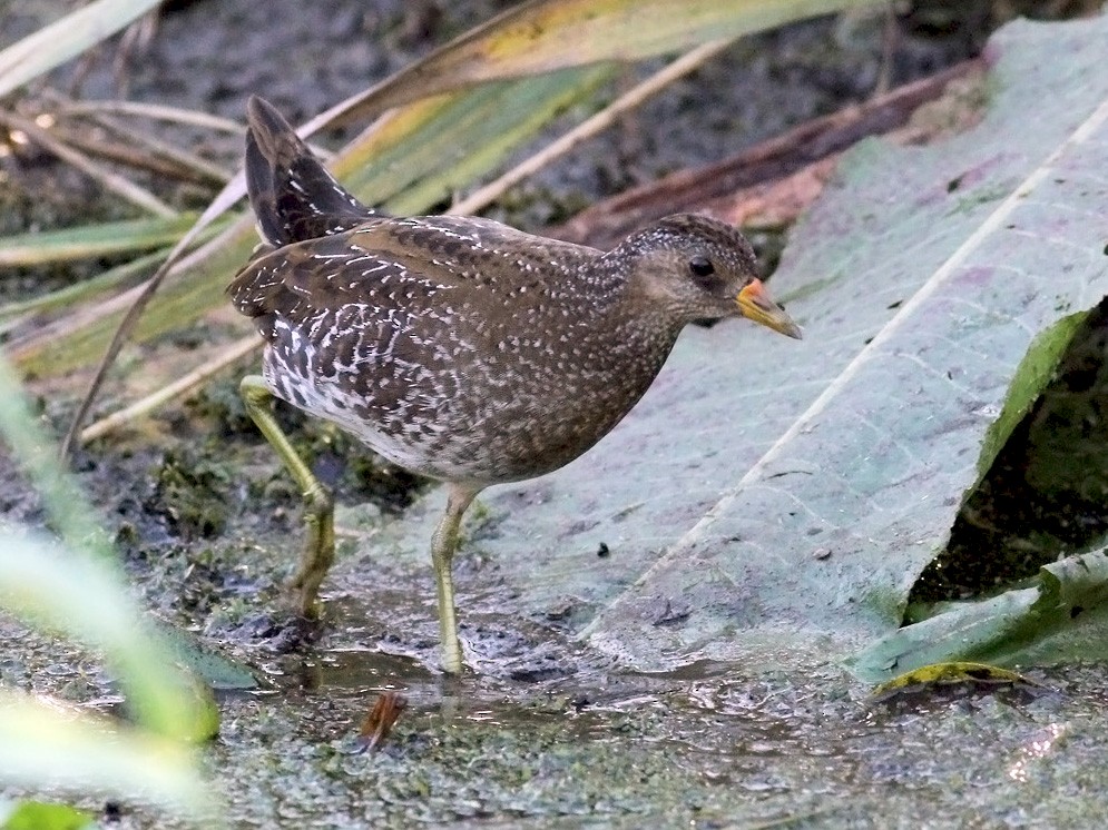 Spotted Crake - eBird