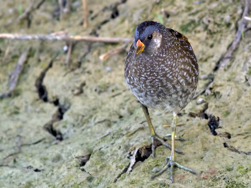 Spotted Crake - eBird