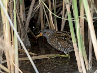 Spotted Crake - eBird