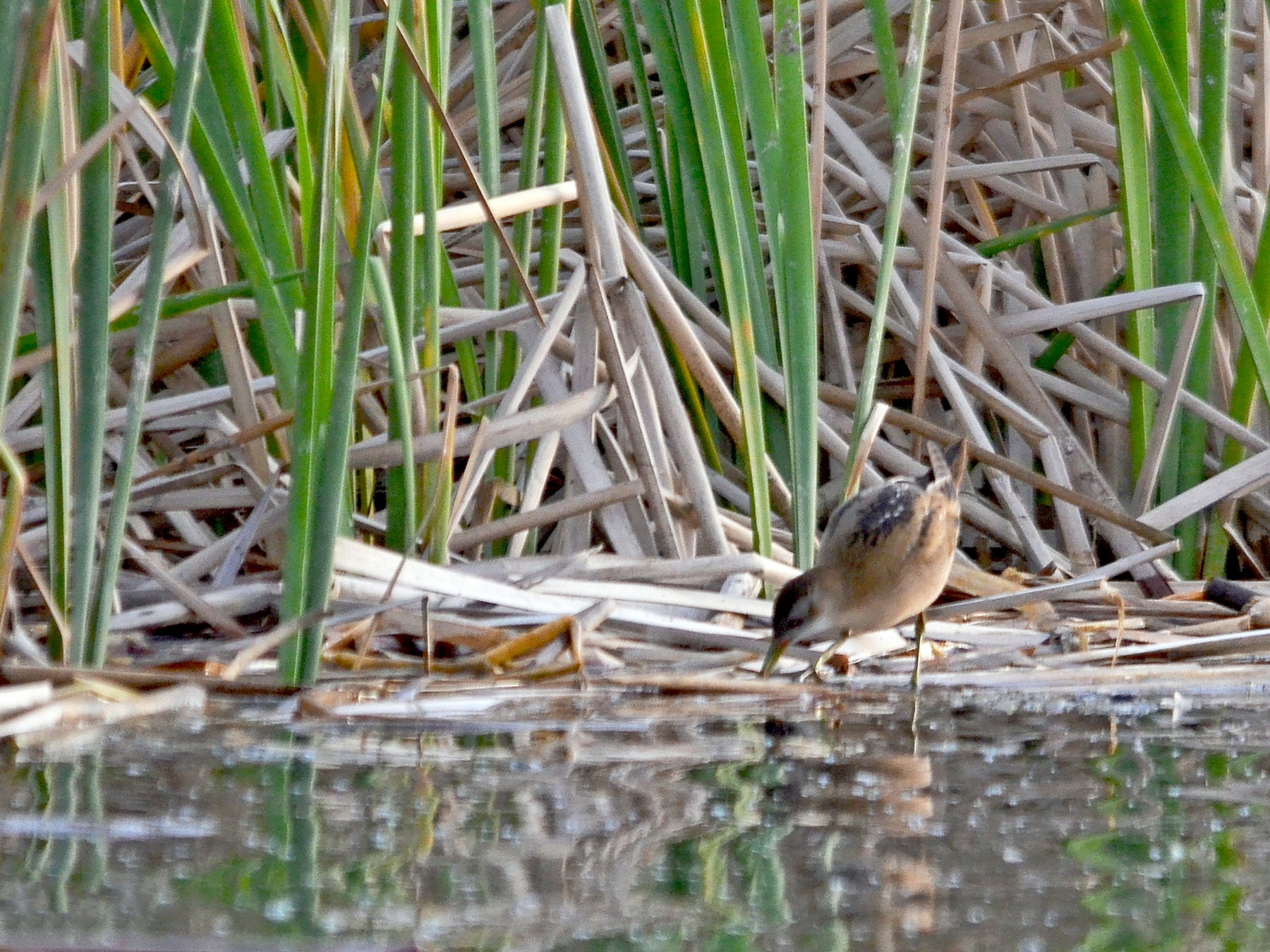 Little Crake - eBird