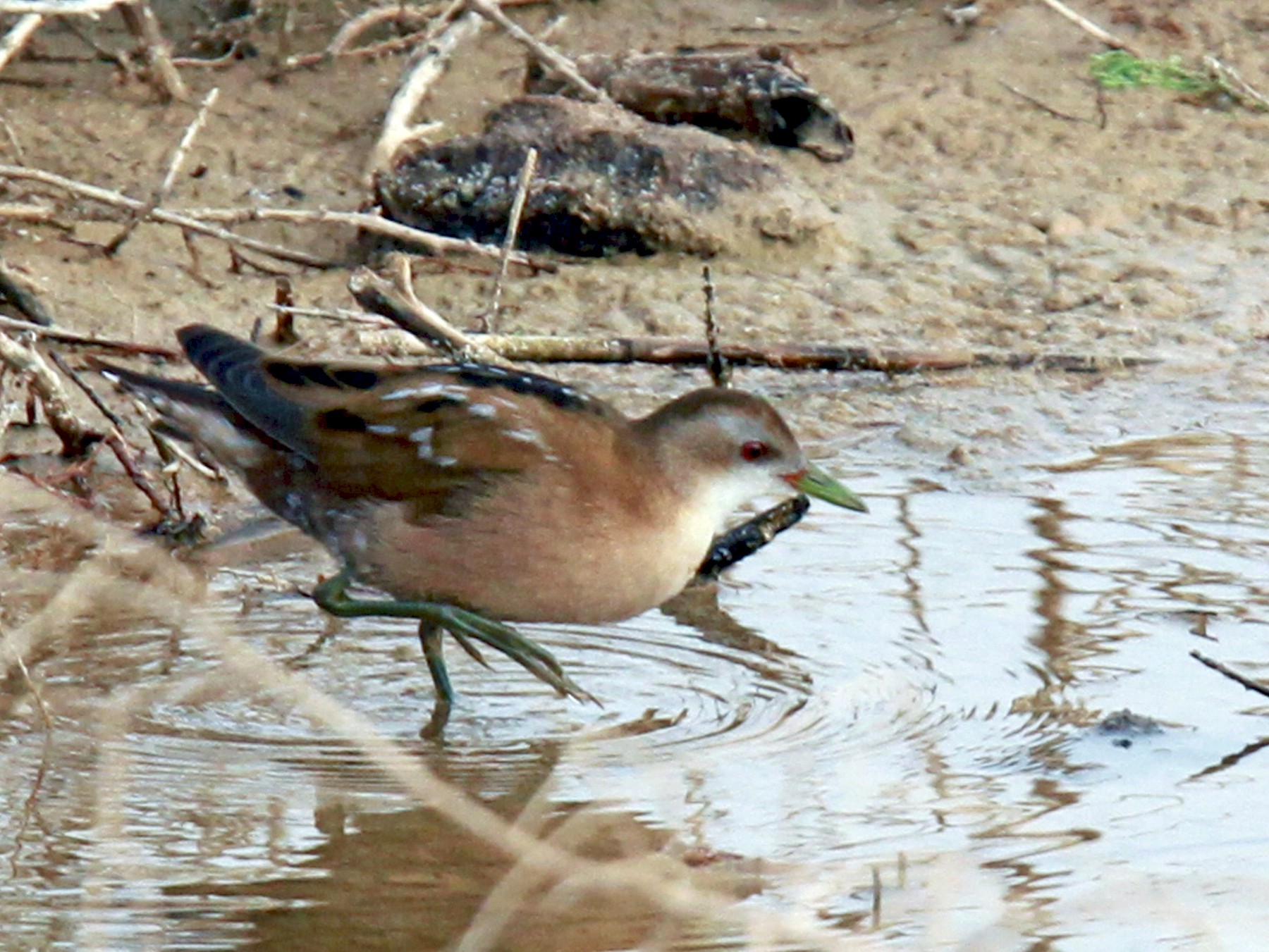 Little Crake - eBird