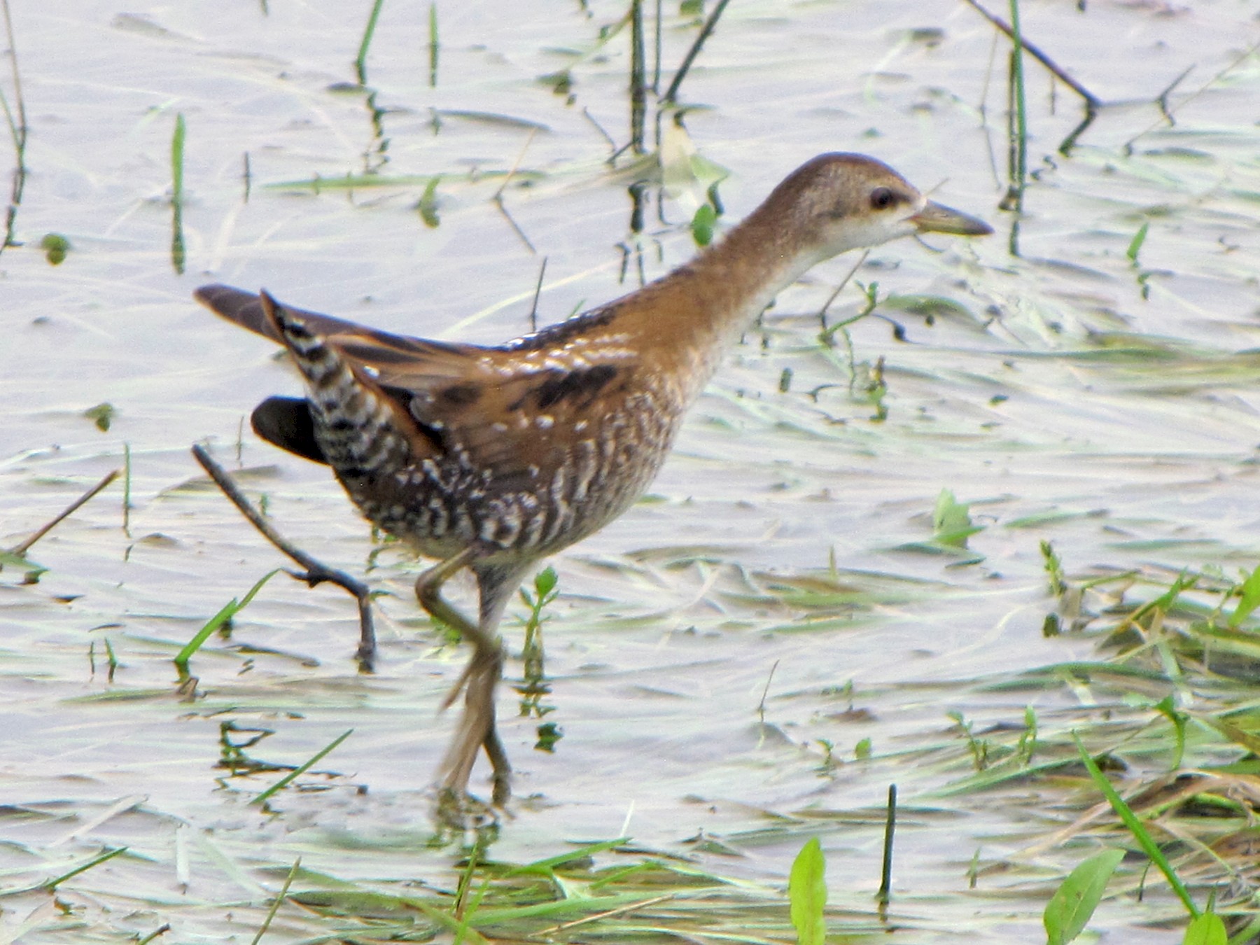 Little Crake - eBird