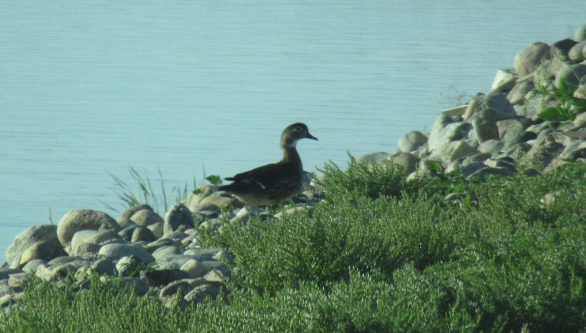 eBird Checklist - 17 Jun 2022 - Moorhead Lagoons - 8 species