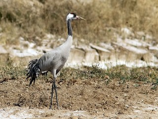 Common Crane - eBird