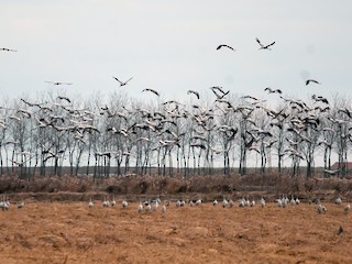 Common Crane - eBird
