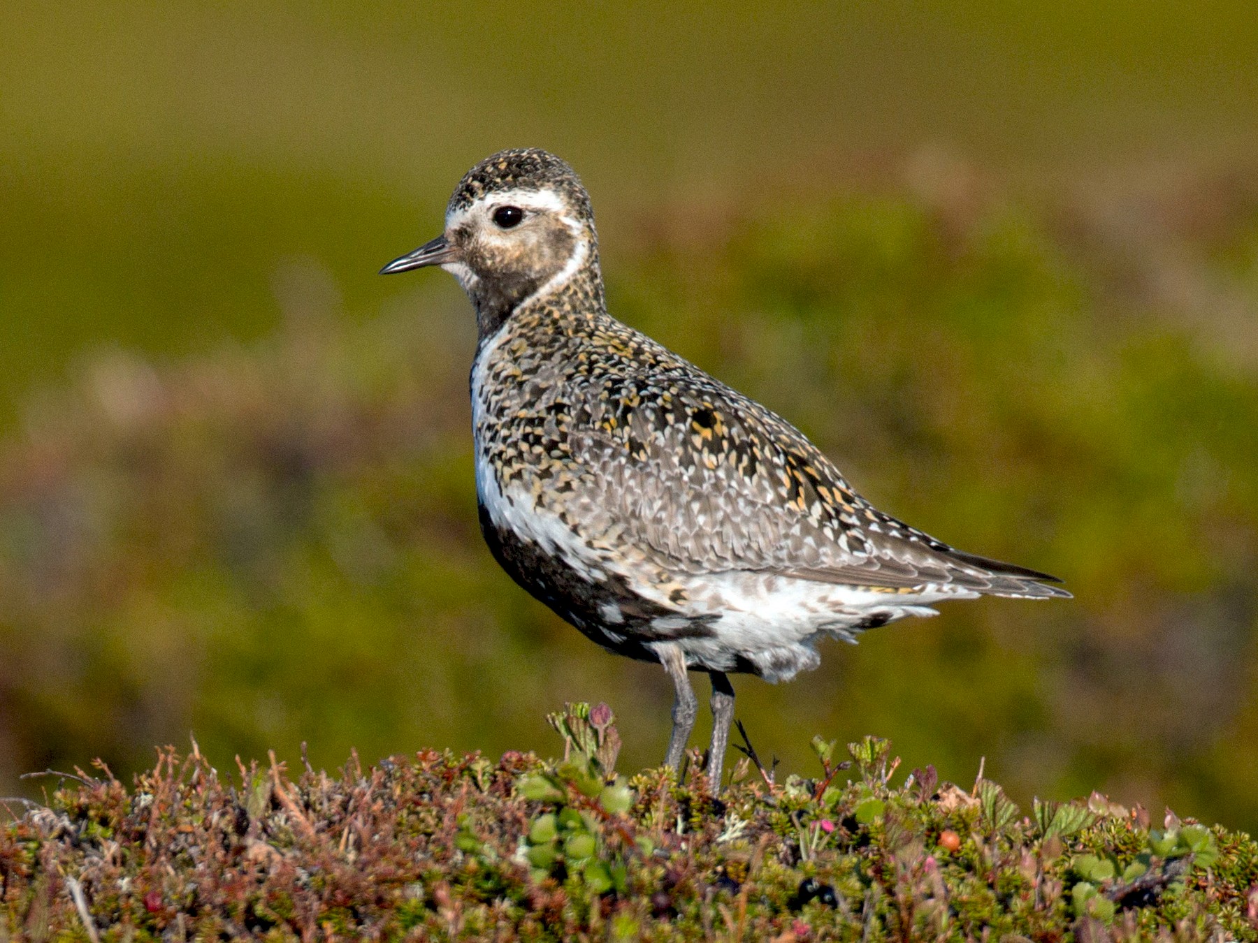 European Golden-Plover - eBird