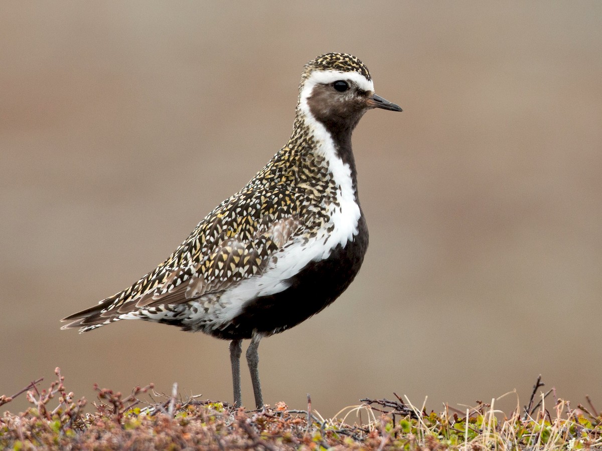 European Golden-Plover - Pluvialis apricaria - Birds of the World