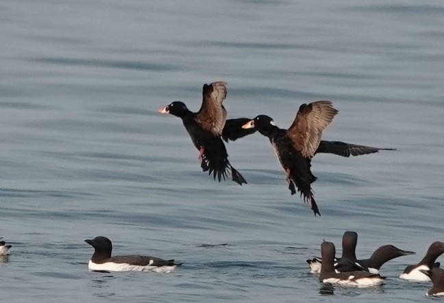 eBird Checklist - 12 Jun 2022 - Kachemak Bay--Gull Island - 16 species