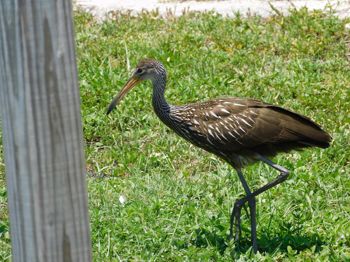 eBird Checklist - 18 Jun 2022 - Lake Ida Park - 16 species