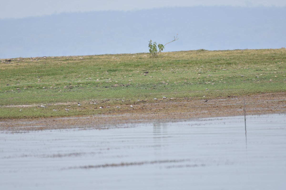 eBird Checklist - 19 Jun 2022 - Upperwardha Dam, Morshi, Amravati Dt ...