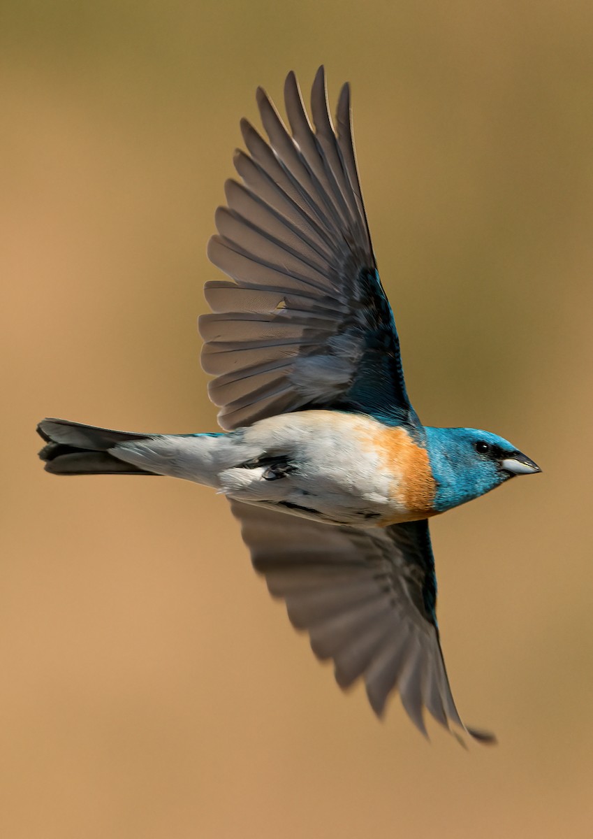 eBird Checklist - 18 Jun 2022 - Loma Alta Fire Road - 14 species