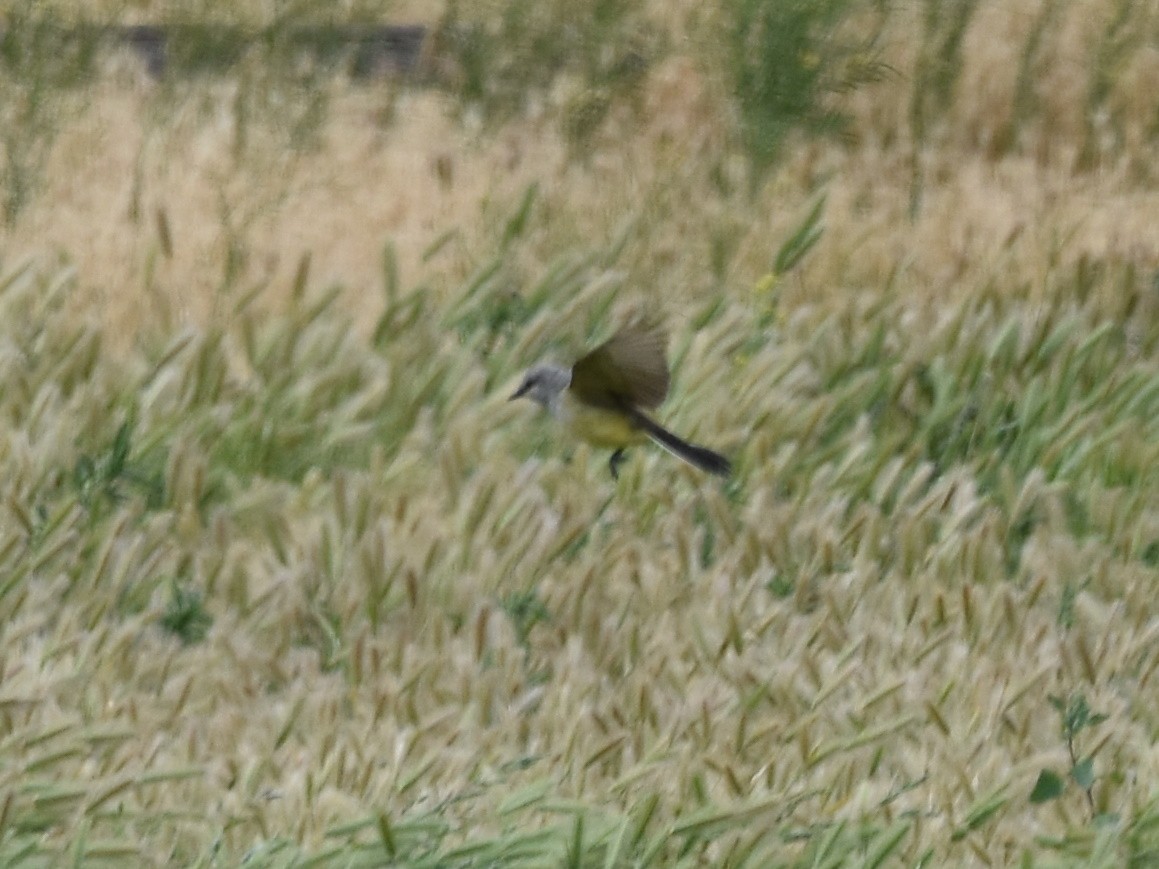Mass Audubon eBird Checklist - 17 Jun 2022 - Oak Creek Wildlife Area ...