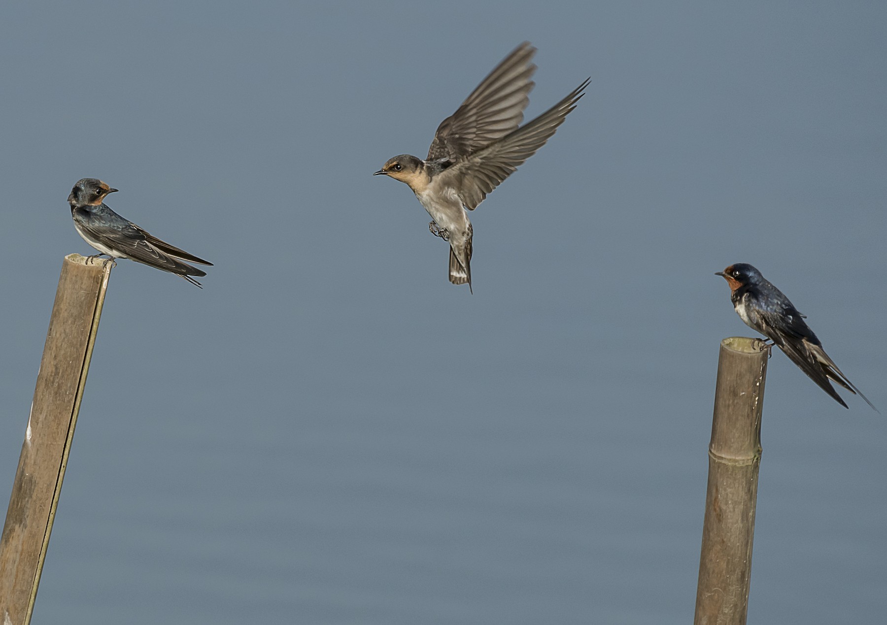 Barn/Pacific Swallow - eBird