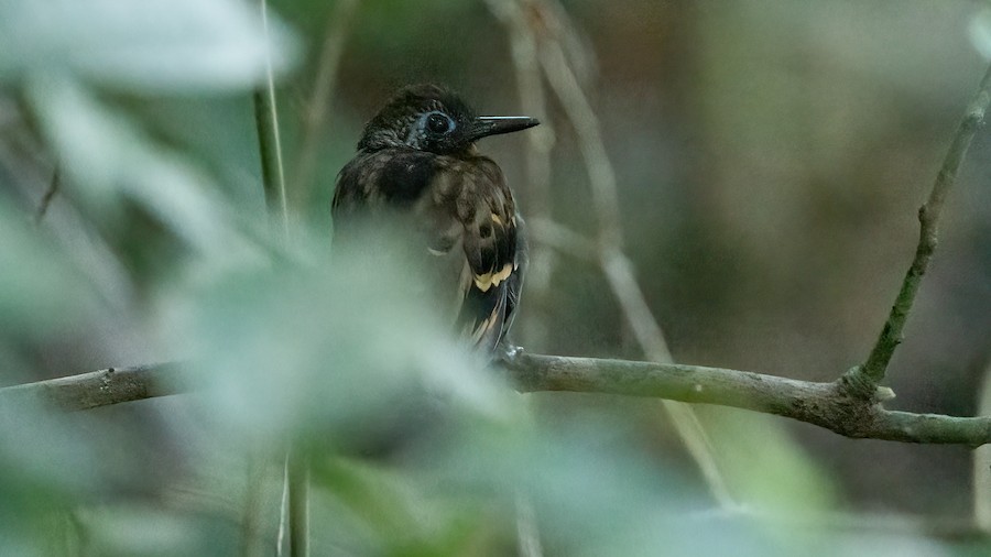 Wing-banded Antbird (Buff-banded) - eBird