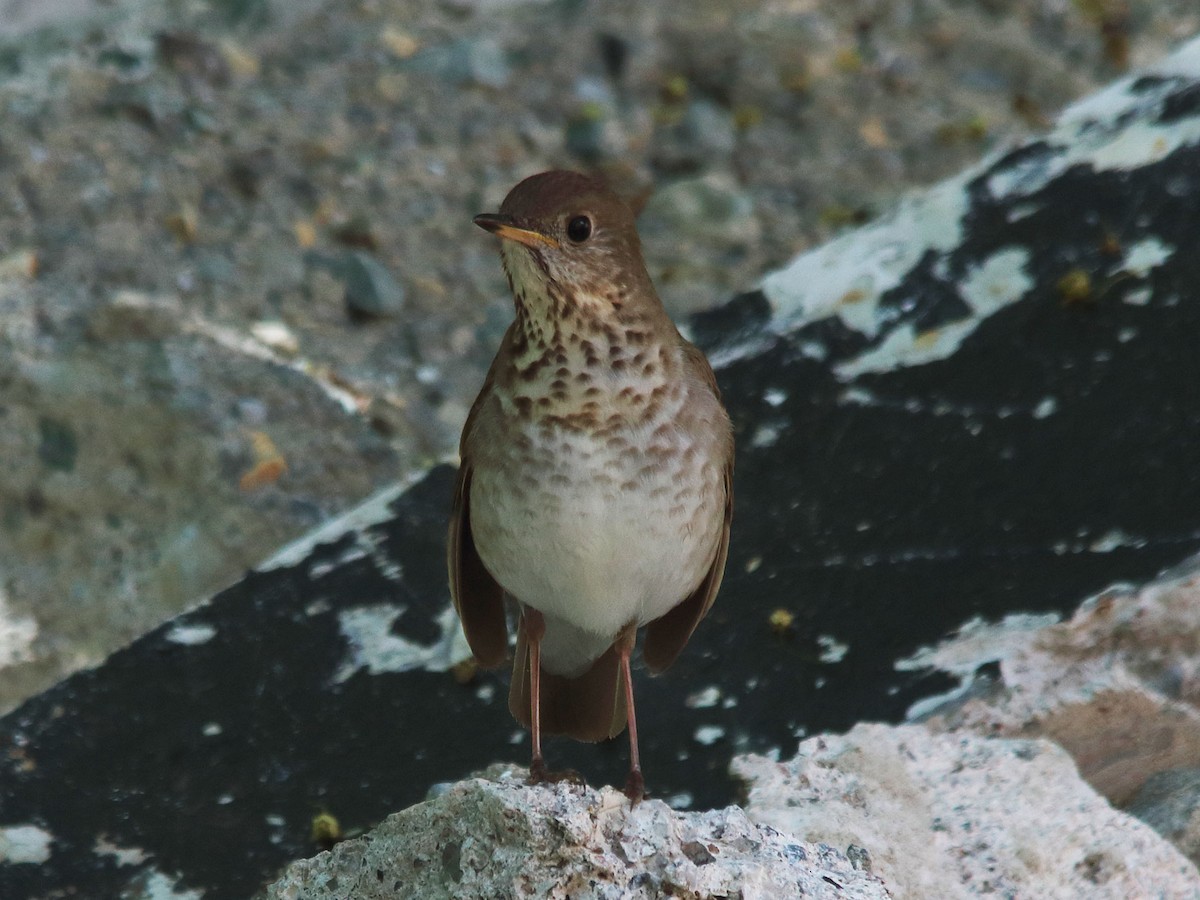 thrush sp. - eBird
