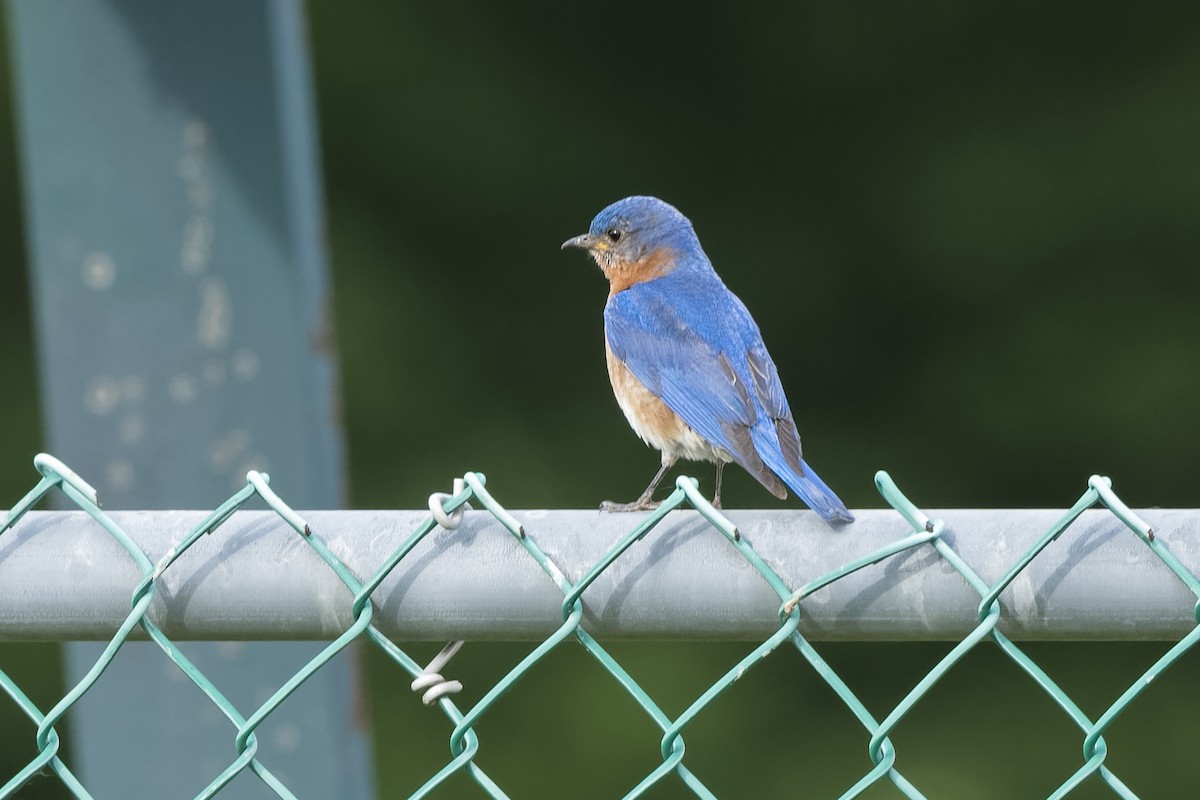eBird Checklist - 19 Jun 2022 - Bath Nature Preserve - 22 species