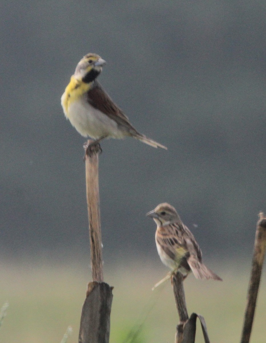 eBird Checklist - 8 Jun 2022 - Margaret Peak Nature Preserve - 19 species