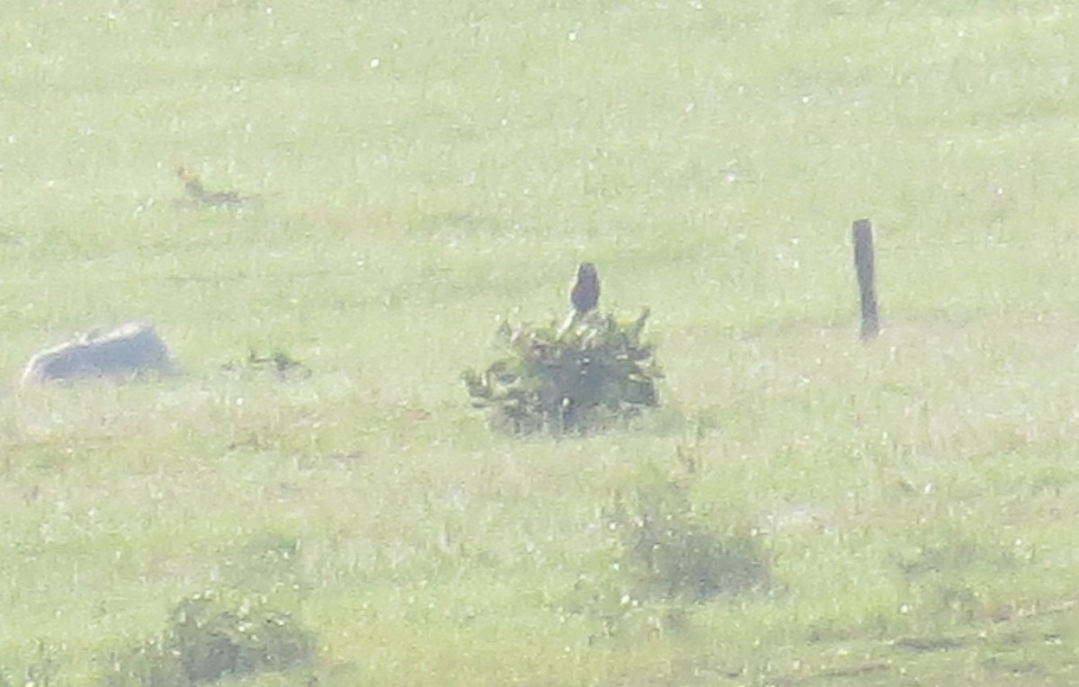 eBird Checklist - 21 Jun 2022 - Watermelon Pond WEA - 21 species