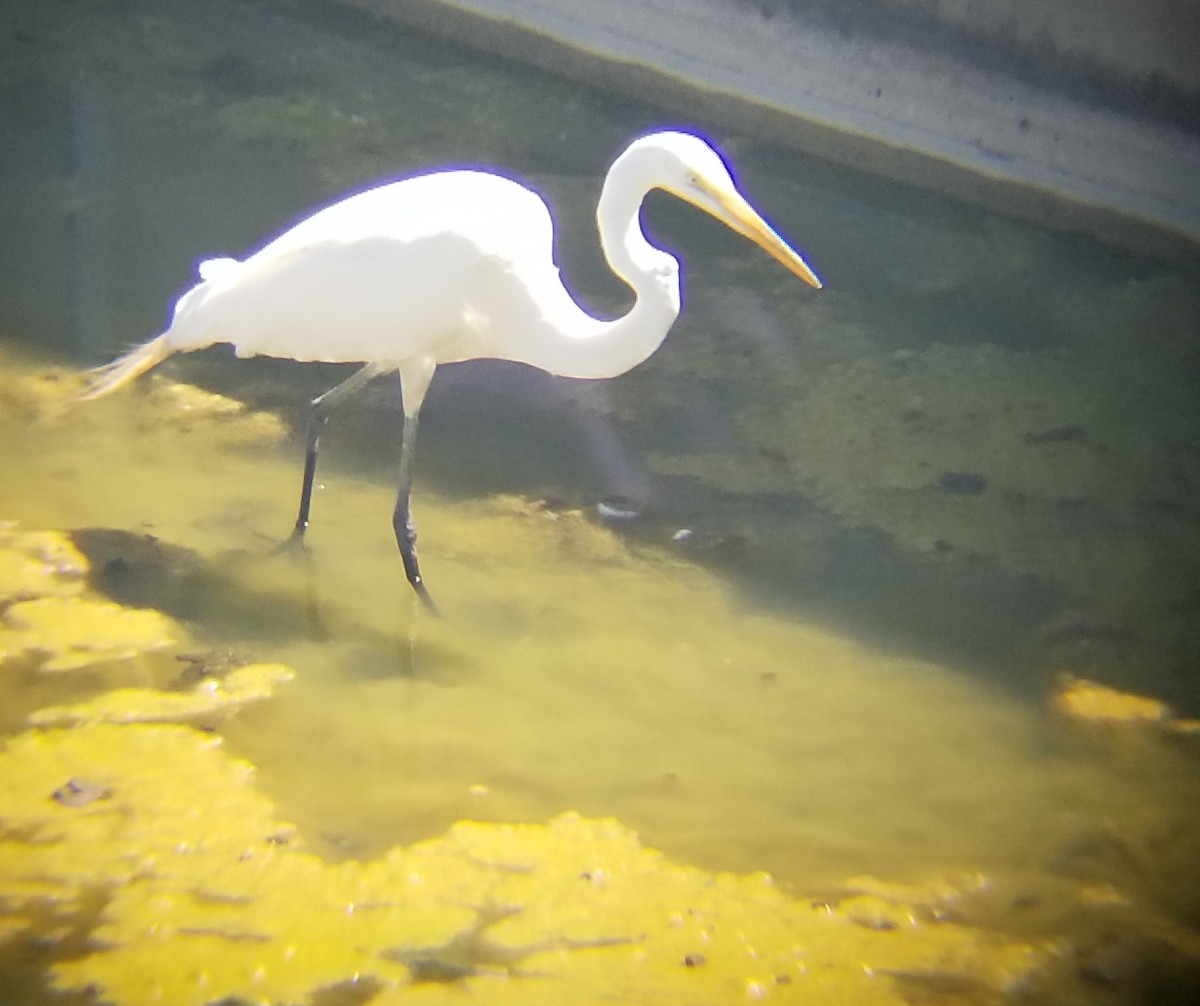 eBird Checklist - 21 Jun 2022 - General Motors Technical Center ...