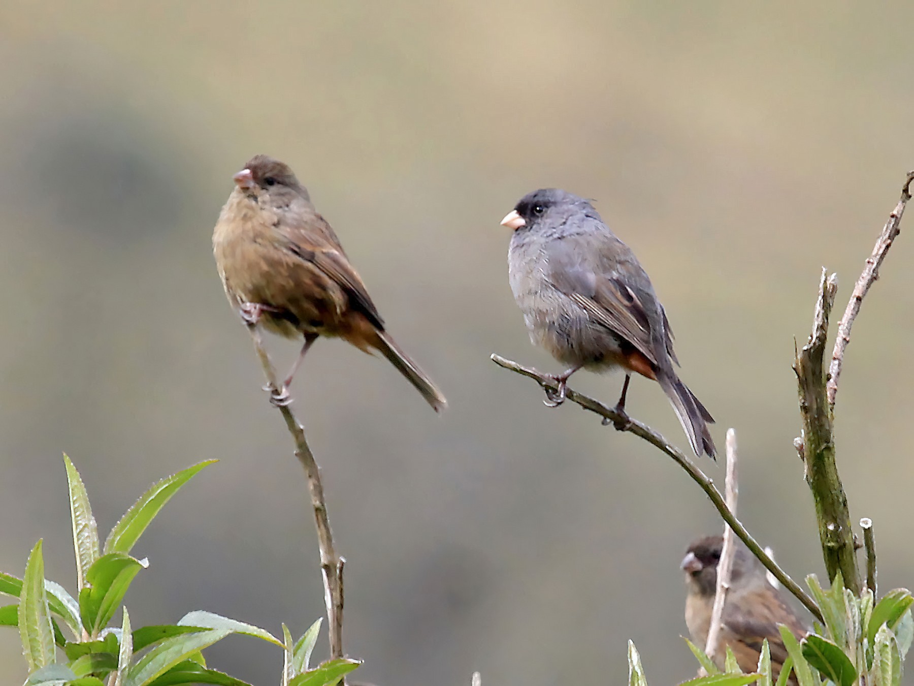 Paramo Seedeater - eBird