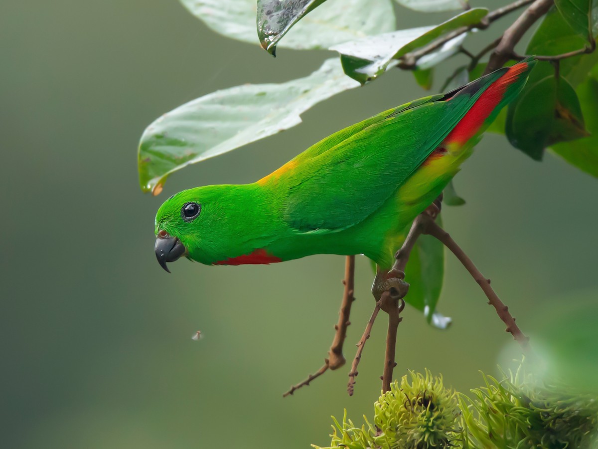 Blue-crowned Hanging-Parrot - Loriculus galgulus - Birds of the World