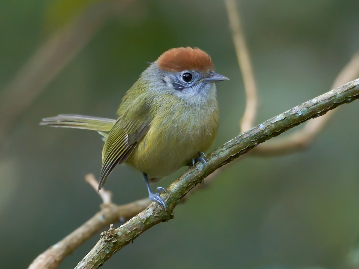Rufous-crowned Greenlet - Hylophilus poicilotis - Birds of the World