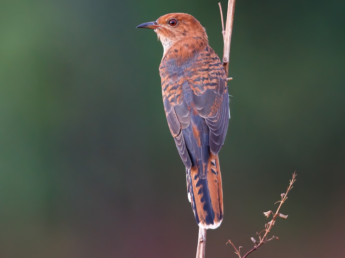 Gray-bellied Cuckoo - Cacomantis passerinus - Birds of the World