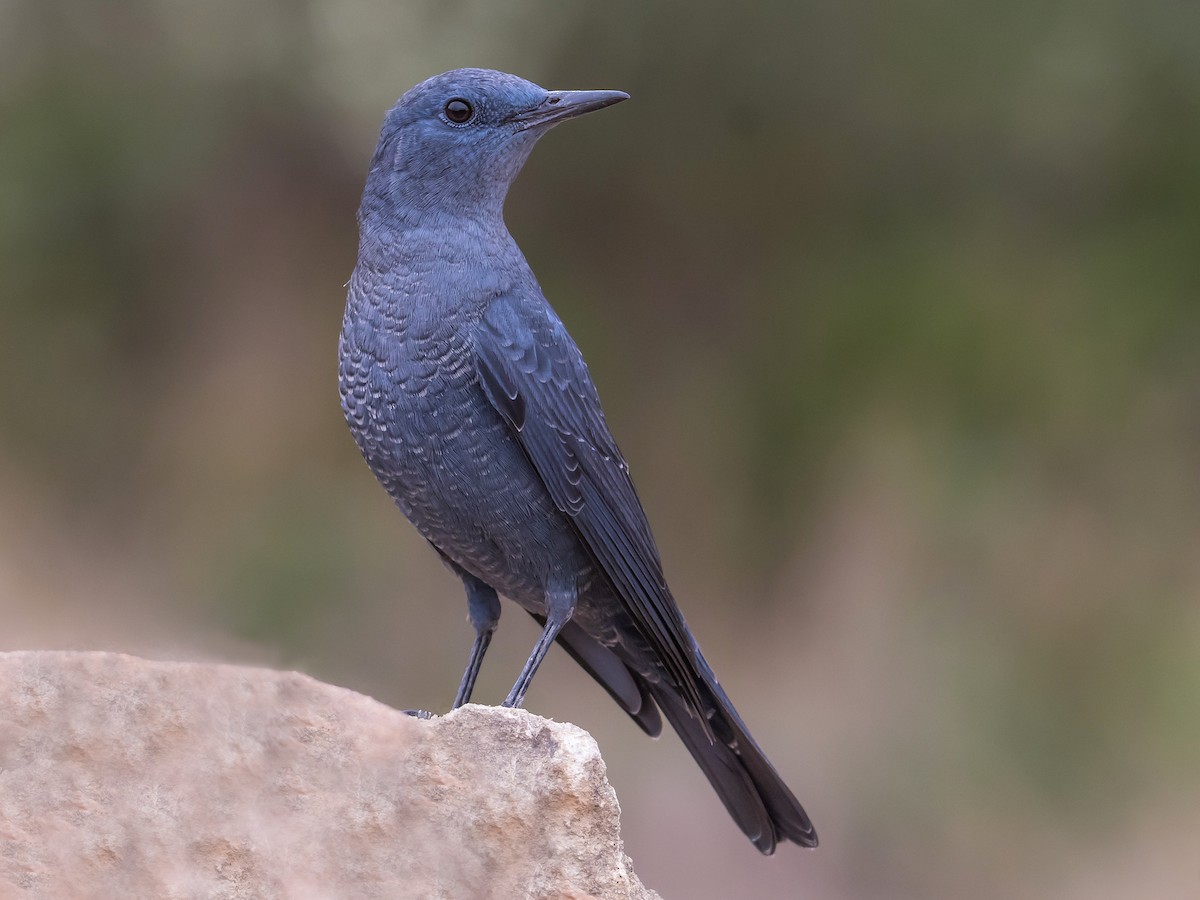 Blue Rock-Thrush - Monticola solitarius - Birds of the World