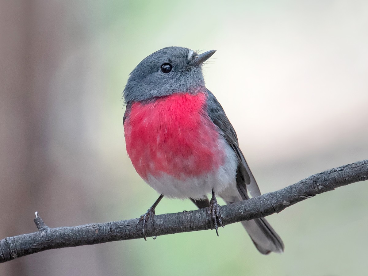 Rose Robin - Petroica rosea - Birds of the World
