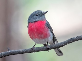 Rose Robin - Petroica rosea - Birds of the World
