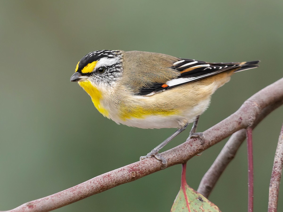 Striated Pardalote - Pardalotus striatus - Birds of the World
