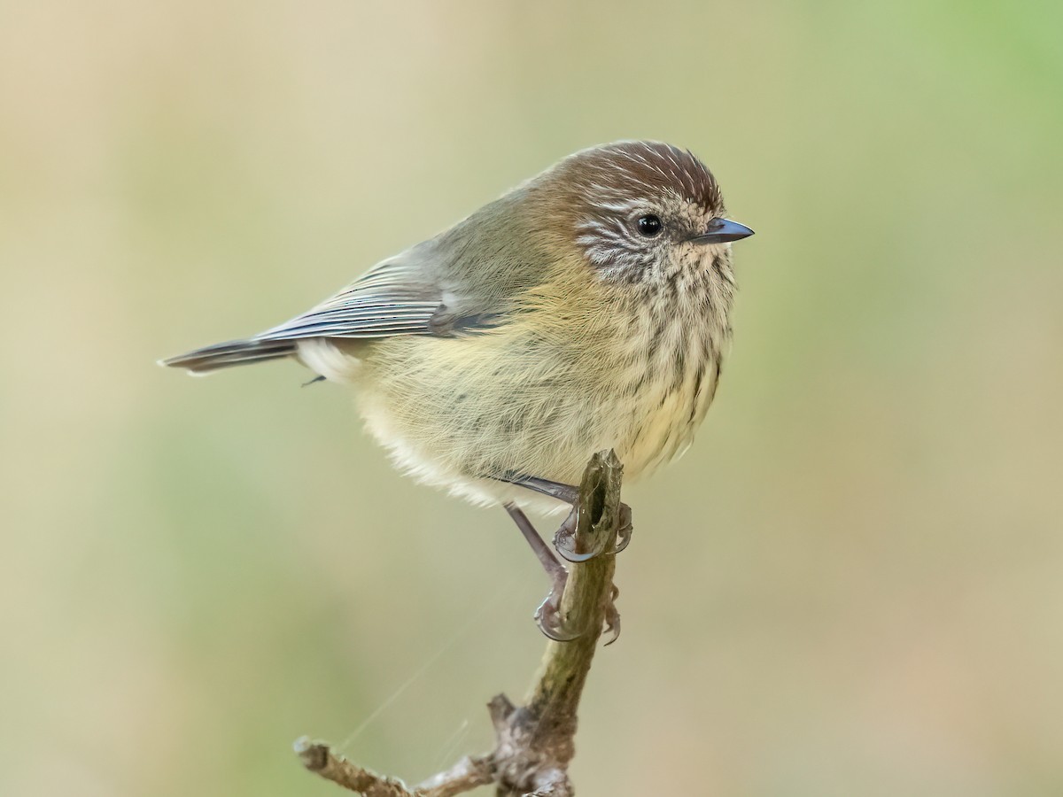 Striated Thornbill - Acanthiza lineata - Birds of the World