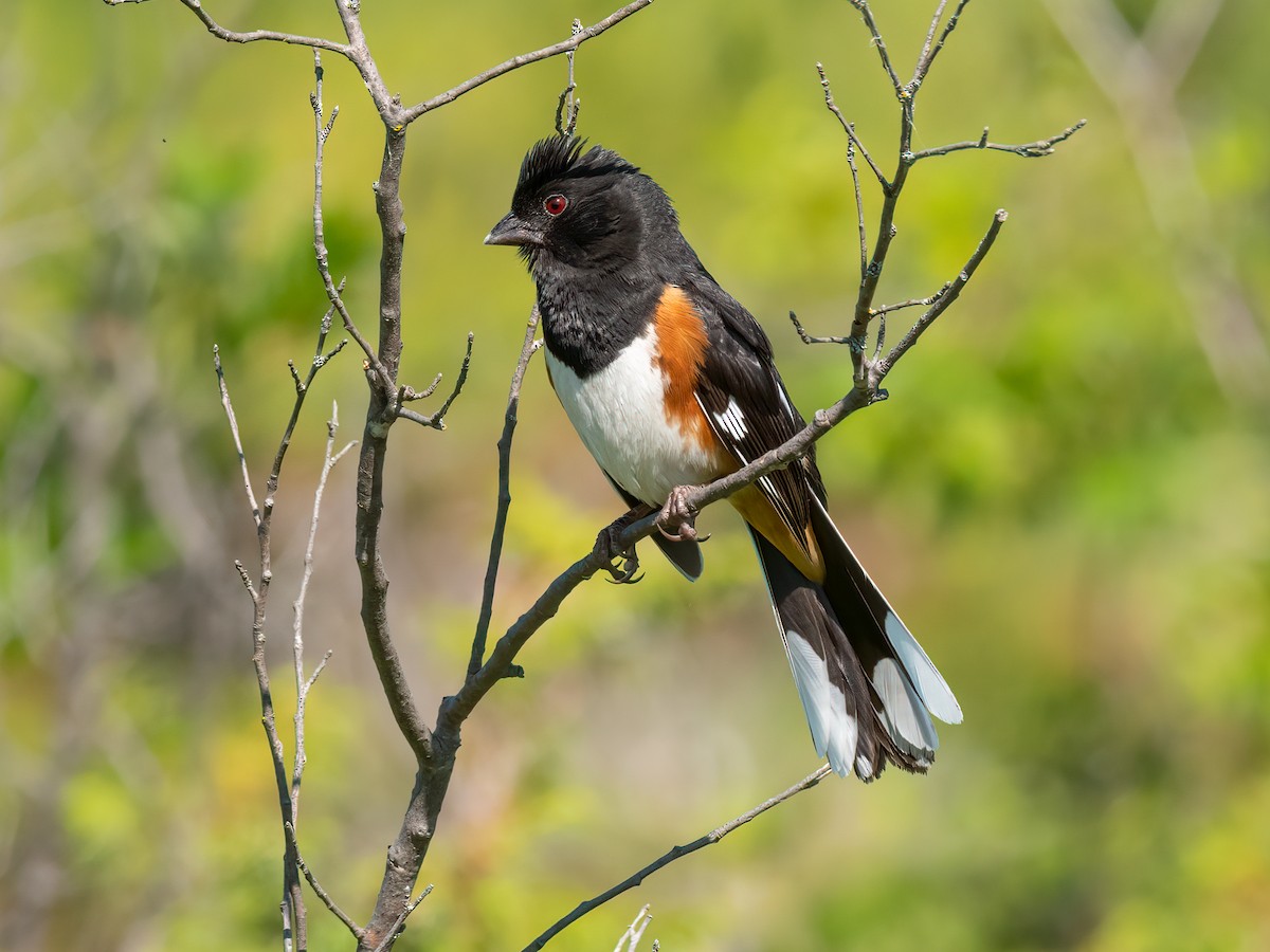 Eastern Towhee - Pipilo erythrophthalmus - Birds of the World