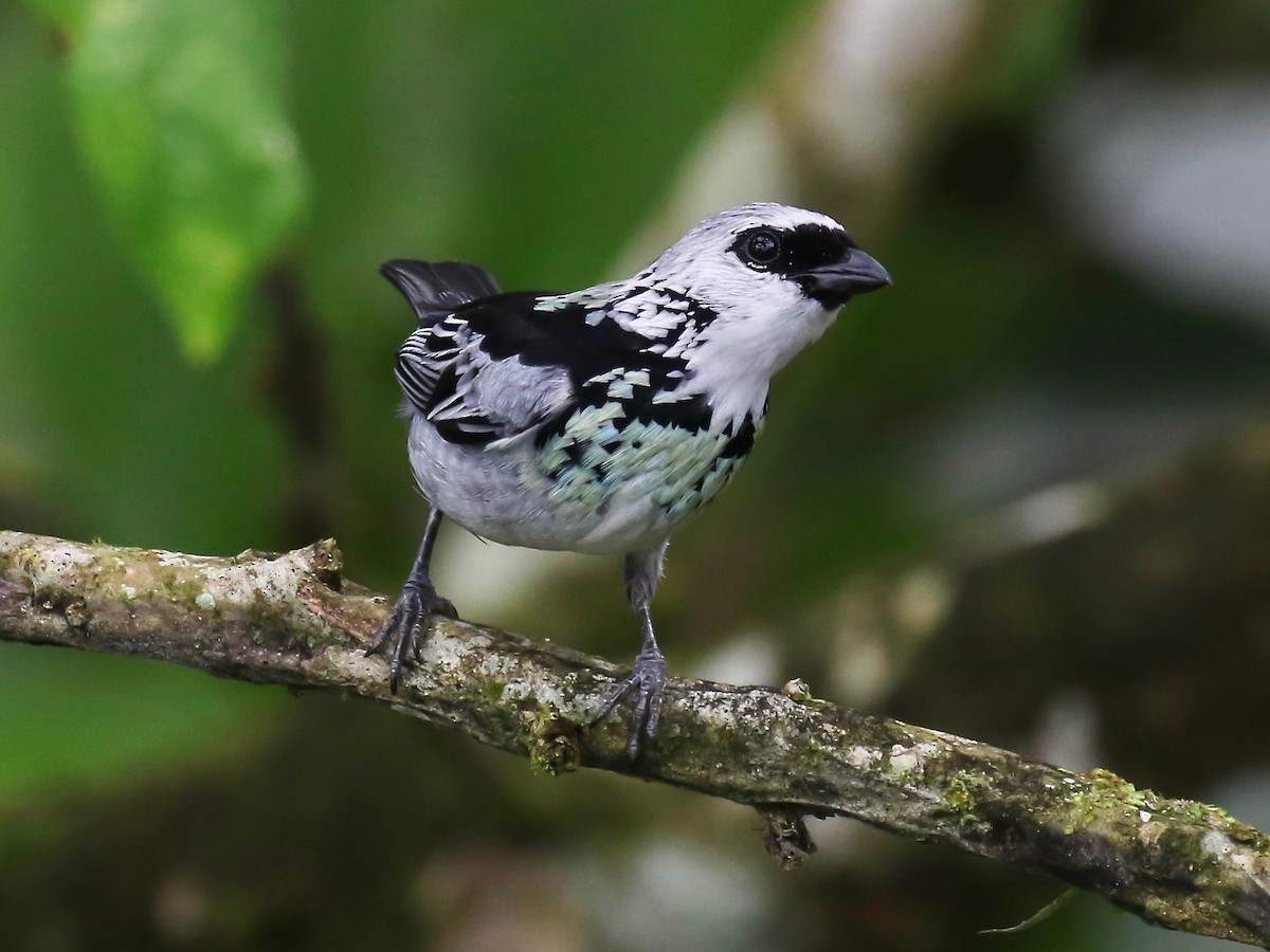 Gray-and-gold Tanager - Poecilostreptus palmeri - Birds of the World
