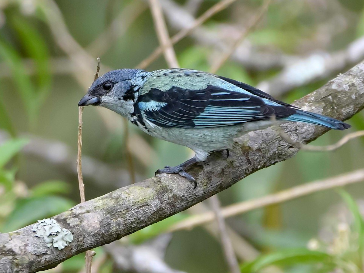 Azure-rumped Tanager - Poecilostreptus cabanisi - Birds of the World