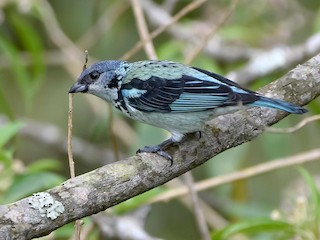 Azure-rumped Tanager - Poecilostreptus cabanisi - Birds of the World