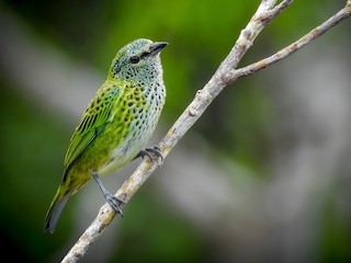 Spotted Tanager - Ixothraupis punctata - Birds of the World