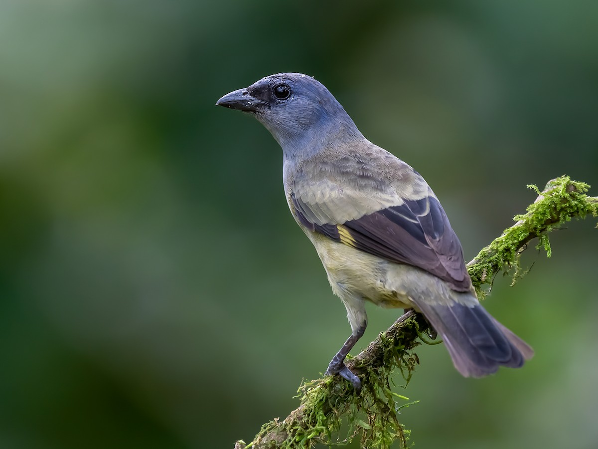 Yellow-winged Tanager - Thraupis abbas - Birds of the World