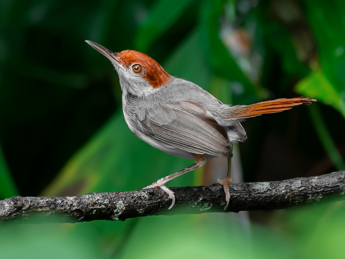 Rufous-tailed Tailorbird - Orthotomus sericeus - Birds of the World