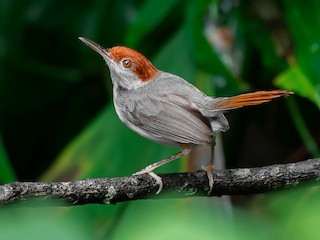 Rufous-tailed Tailorbird - Orthotomus sericeus - Birds of the World