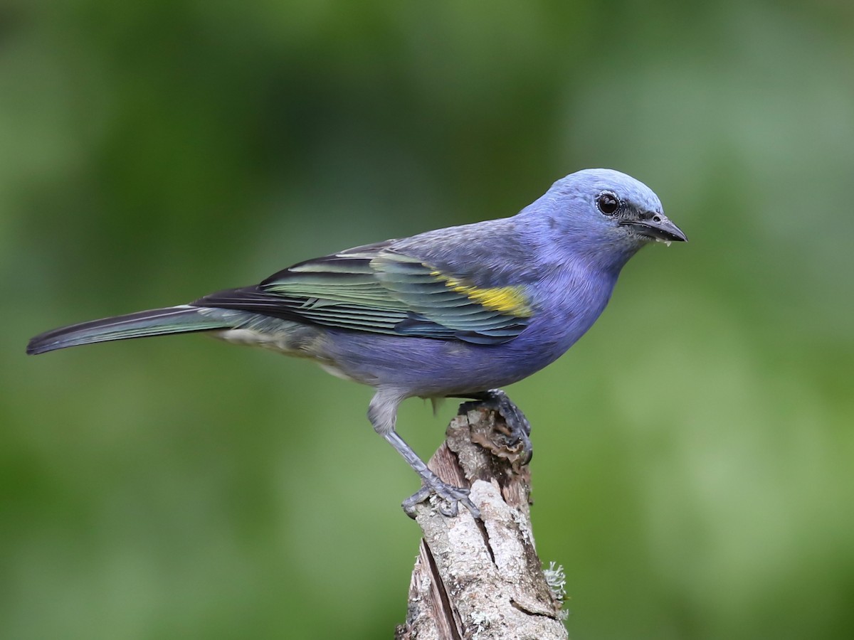 Golden-chevroned Tanager - Thraupis ornata - Birds of the World