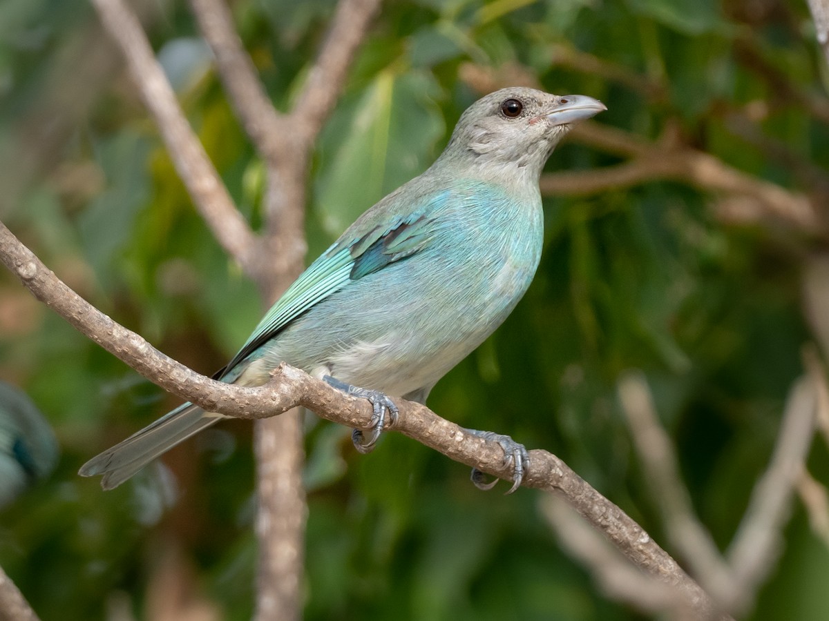 Glaucous Tanager - Thraupis glaucocolpa - Birds of the World